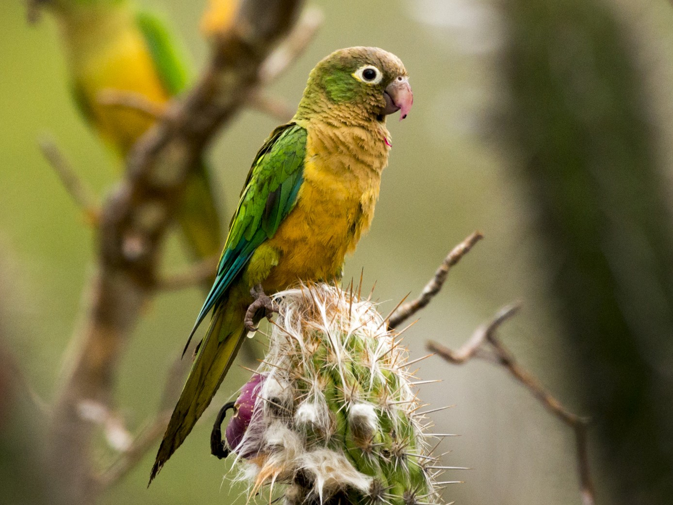 Cactus Parakeet - eBird