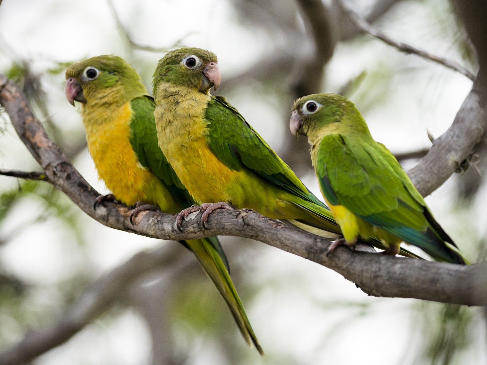 Cactus Parakeet - eBird