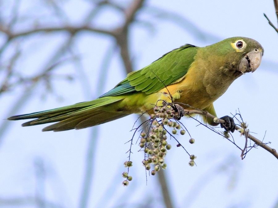 Cactus Parakeet - eBird