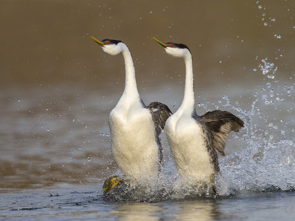 Western Grebe - Aechmophorus occidentalis - Birds of the World