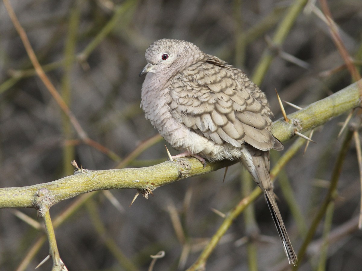 Inca Dove - Columbina inca - Birds of the World