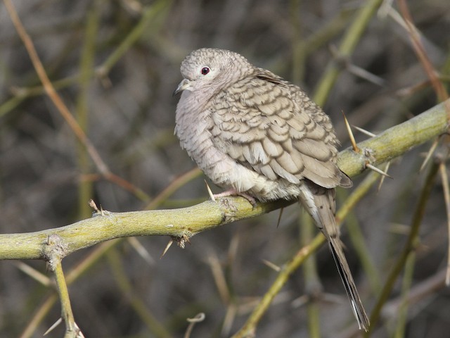 Inca Dove In Flight
