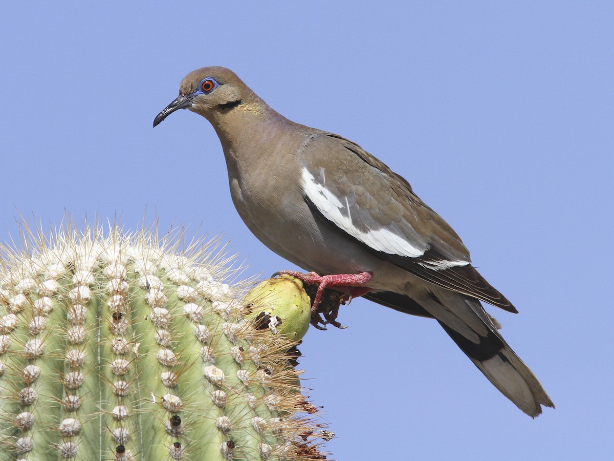 White-winged Dove - Zenaida asiatica - Birds of the World