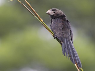 Smooth-billed Ani - Crotophaga ani - Birds of the World