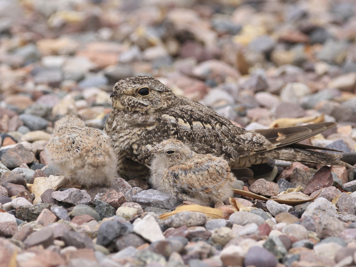 Lesser Nighthawk - Chordeiles acutipennis - Birds of the World