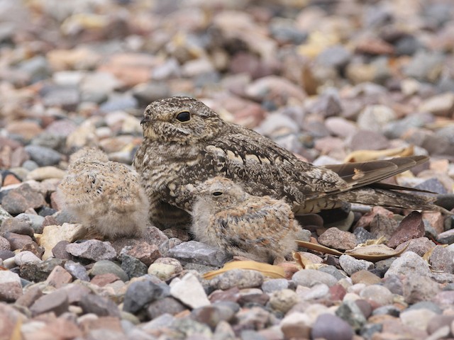 Common Nighthawk Juvenile