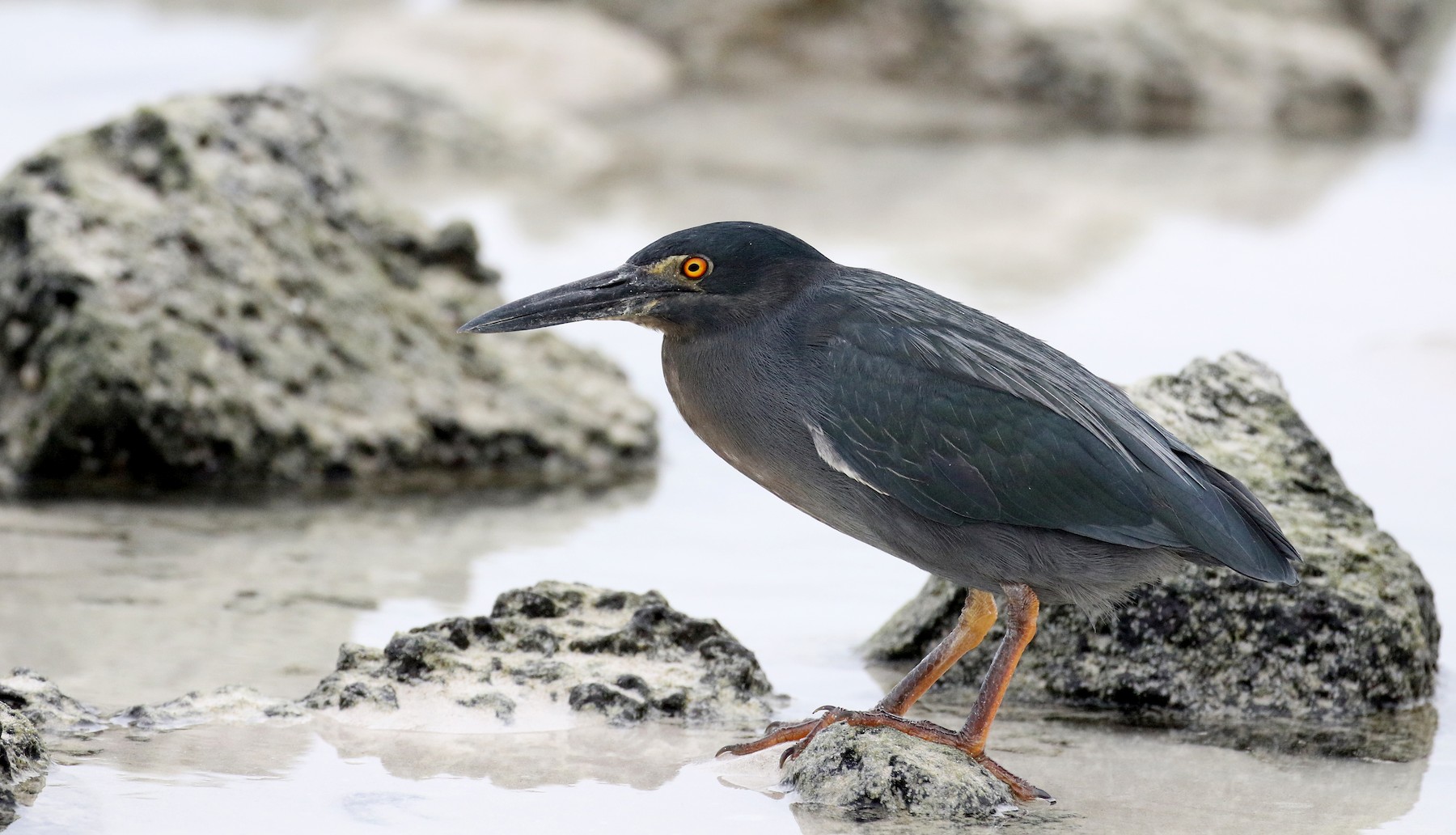 นกยางเขียว (กาลาปากอส) - eBird