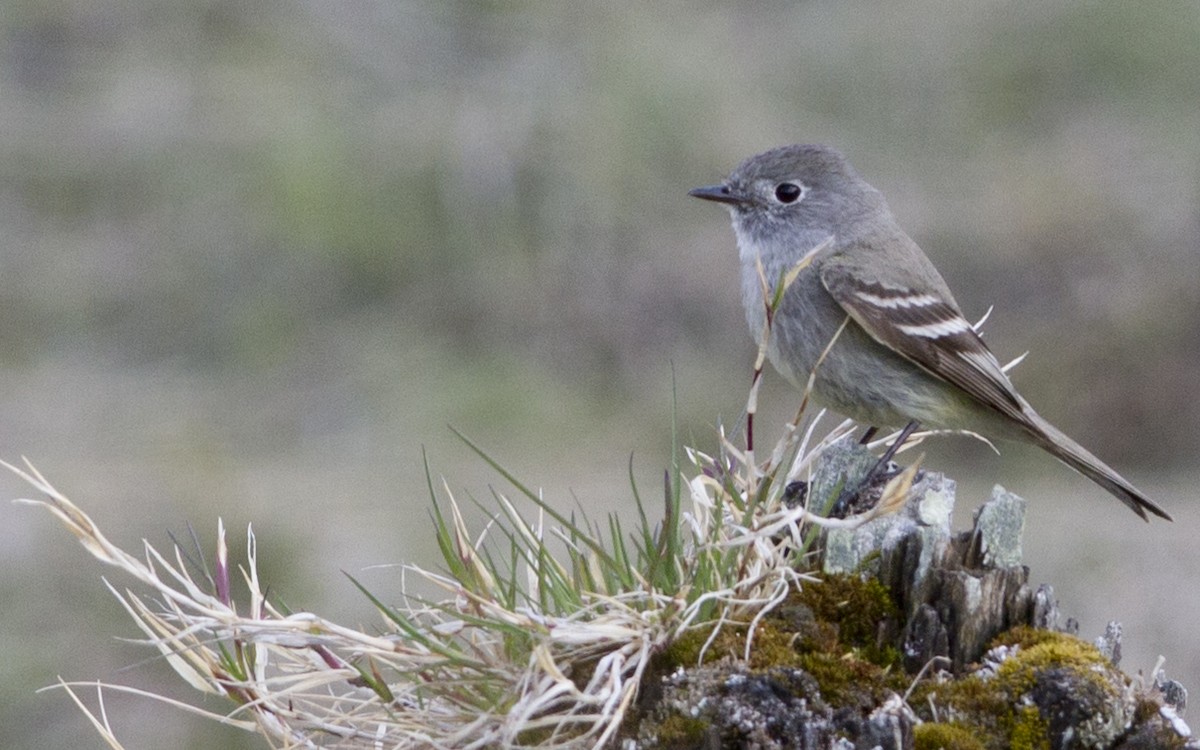 eBird Checklist - 8 May 2012 - Hyder Intertidal Flats - 52 species (+2 ...