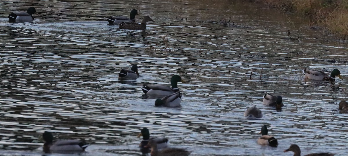 eBird Checklist - 18 Nov 2019 - Beaumont-Cherry Valley Water District ...