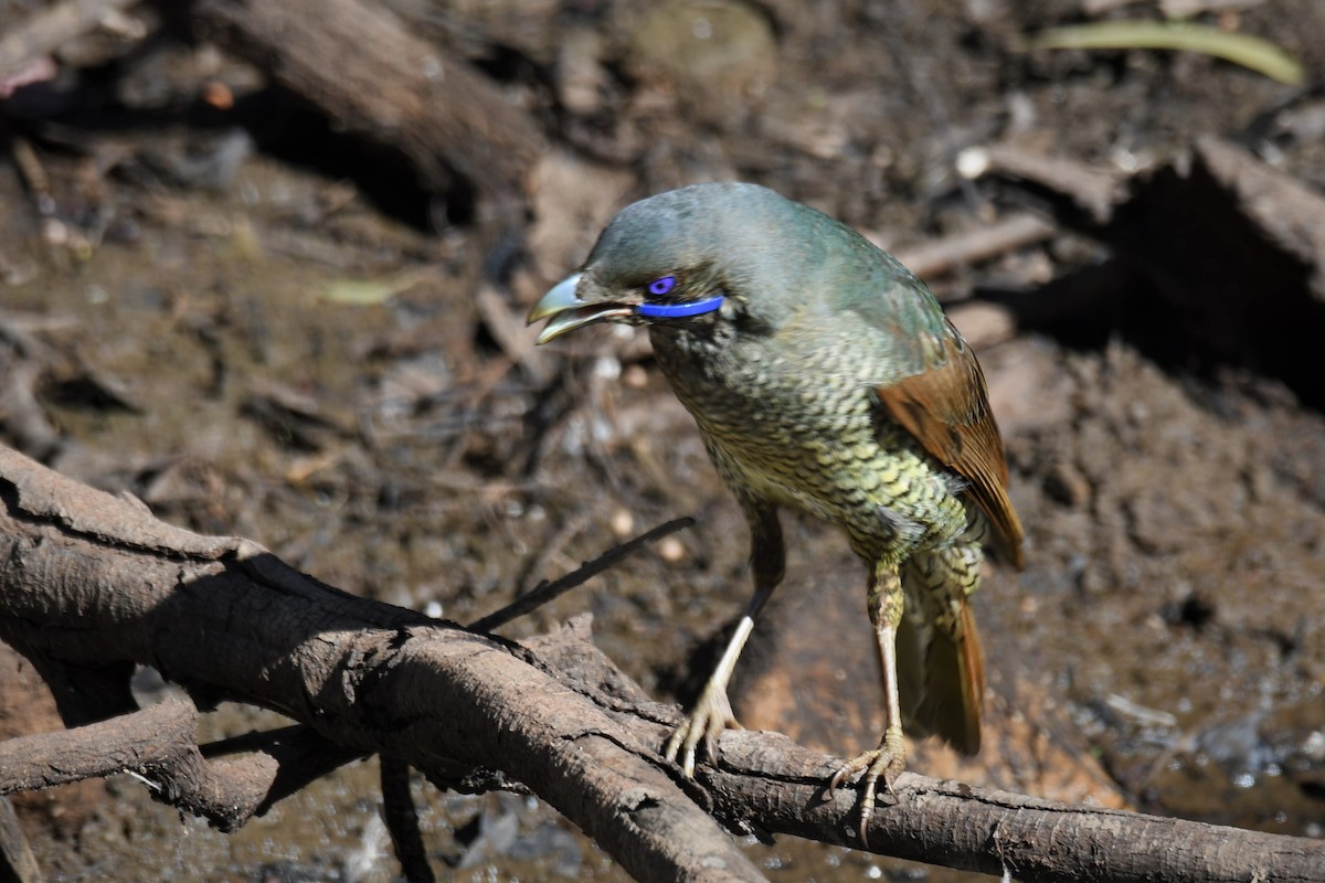 eBird Checklist - 19 Nov 2019 - Mount Annan Botanic Gardens--Banksia ...