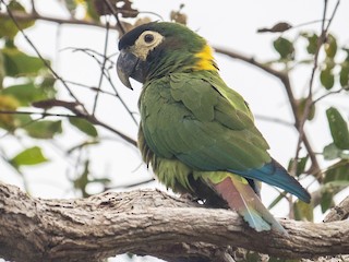 Yellow-collared Macaw - eBird