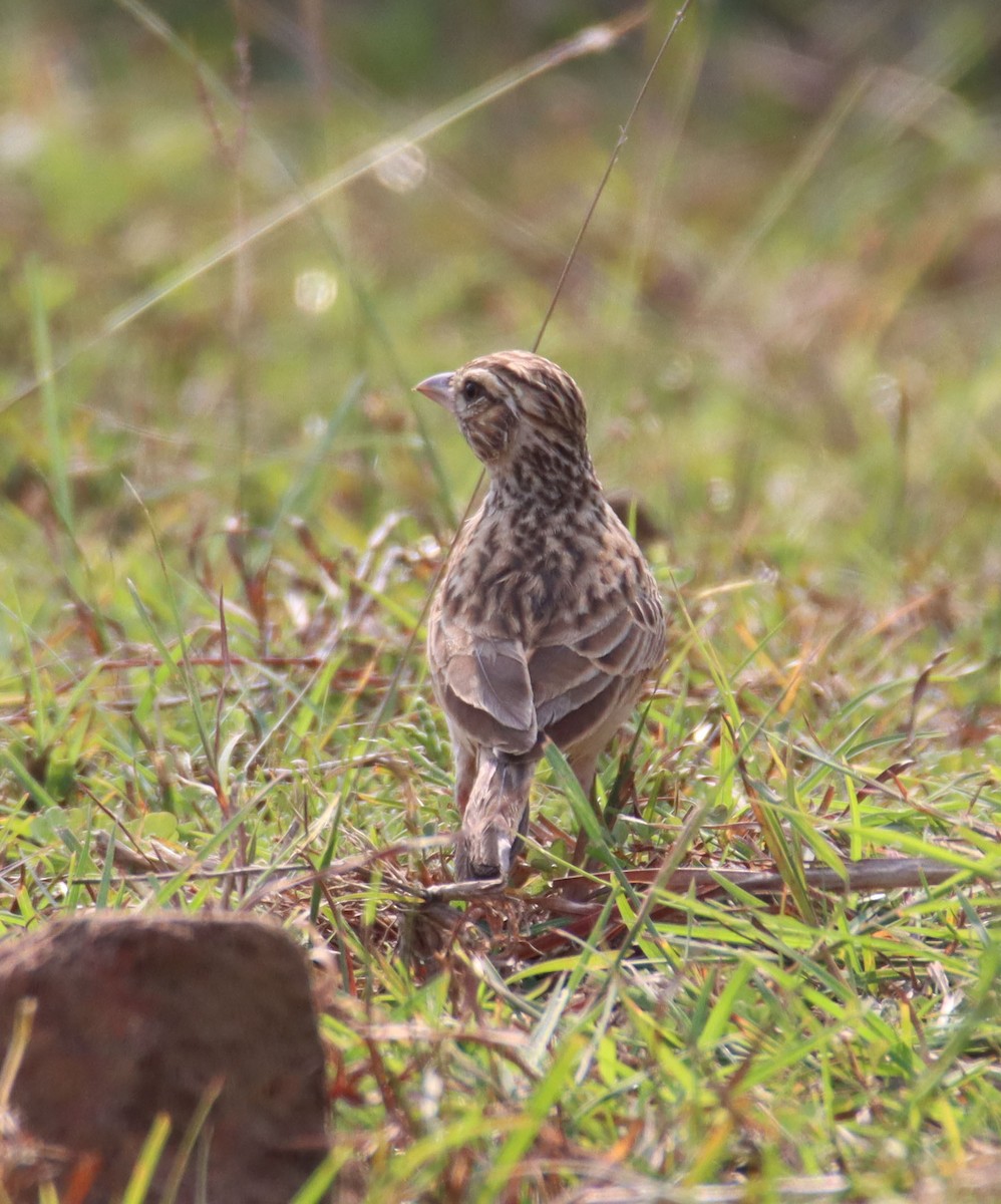 eBird India Checklist - 16 Nov 2019 - Biharinath Hill,Bankura - 54 ...