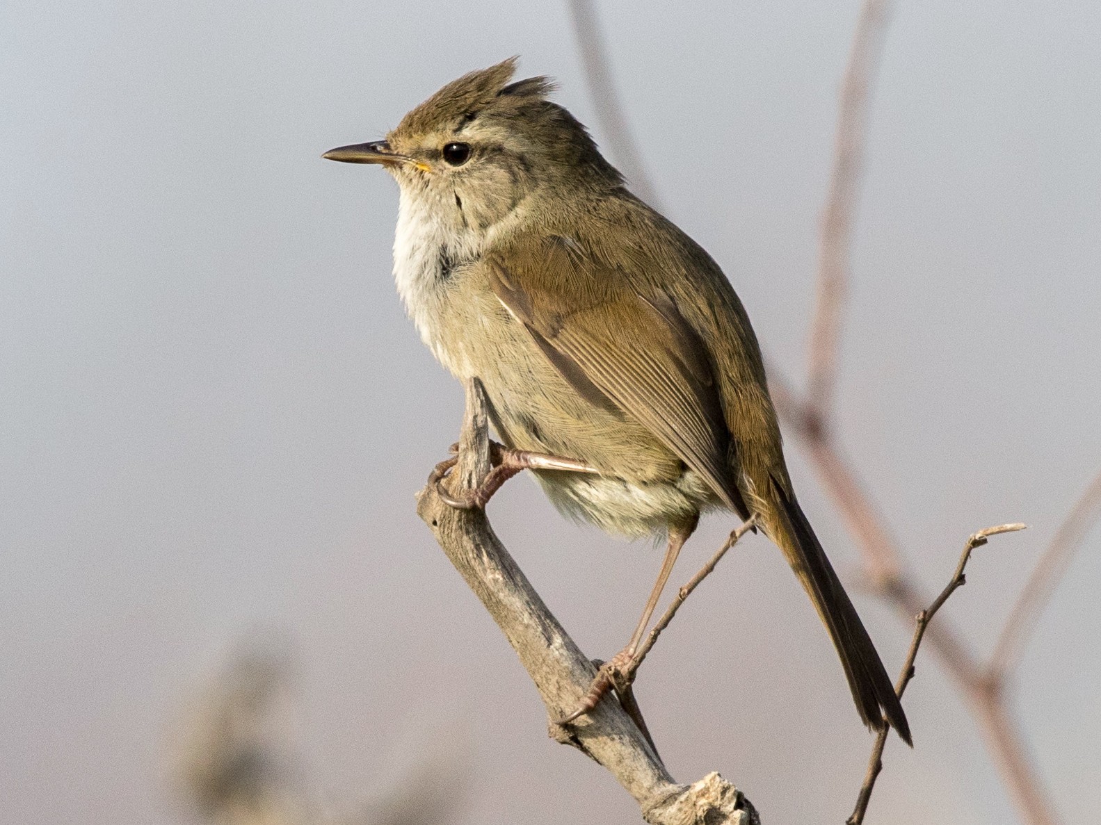 Japanese Bush Warbler - eBird