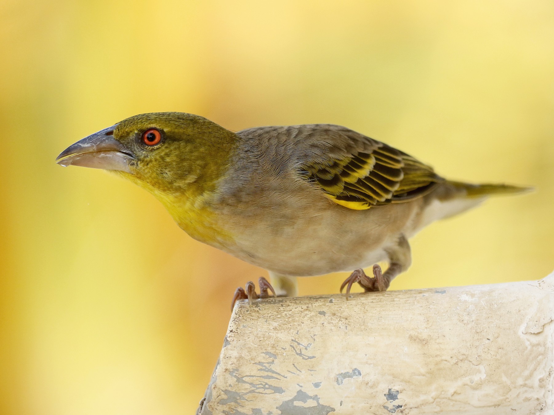 Village Weaver - eBird