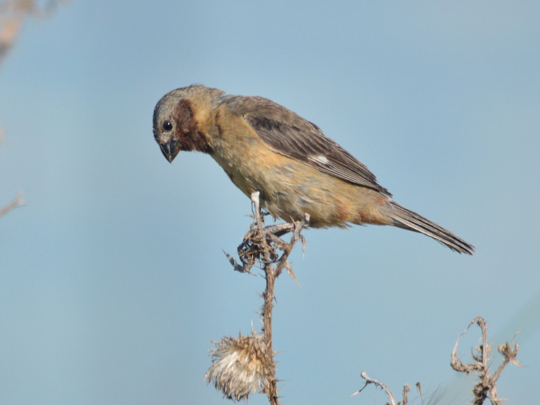 Dark-throated Seedeater - eBird
