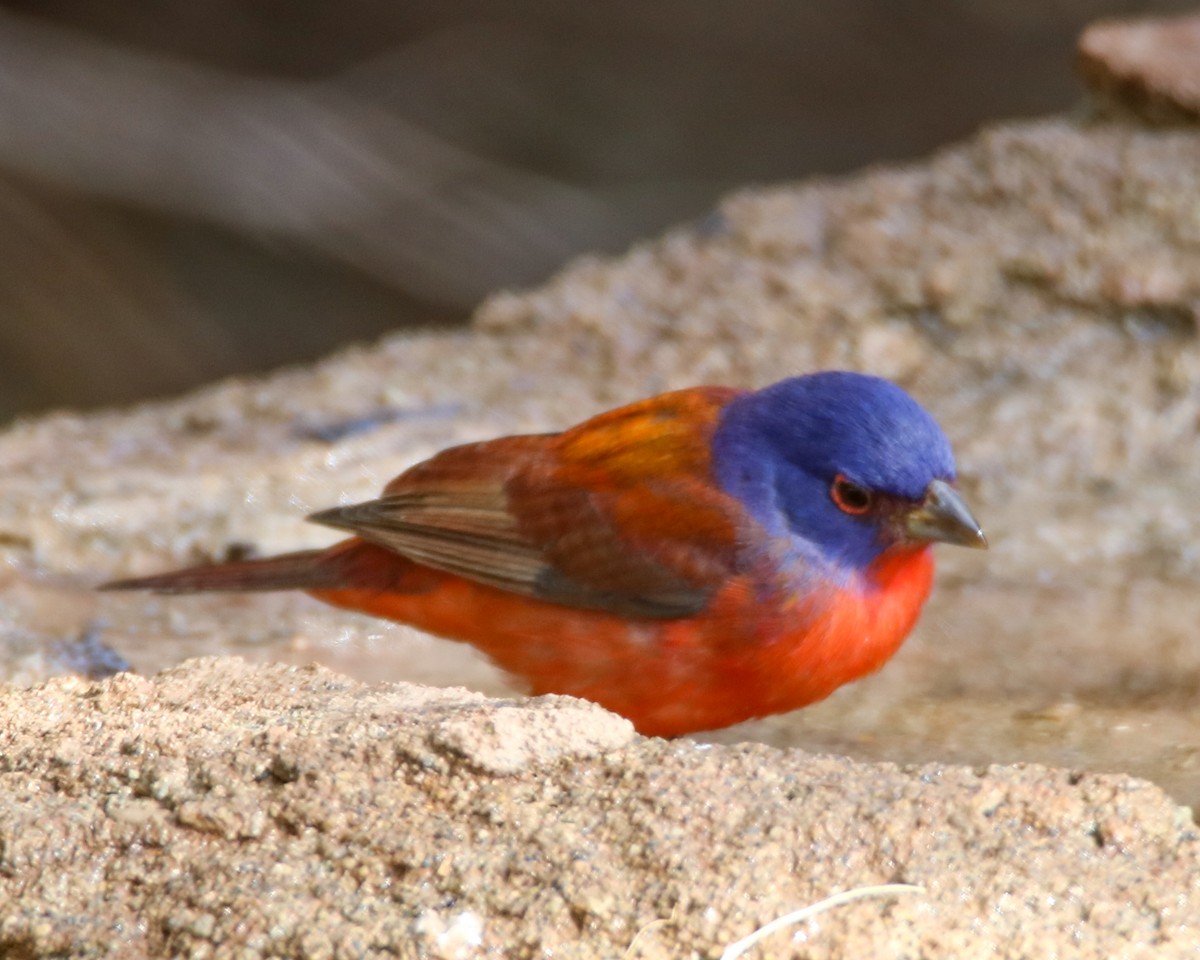 eBird Checklist - 19 Nov 2019 - Palo Duro Canyon SP--Trading Post Bird ...