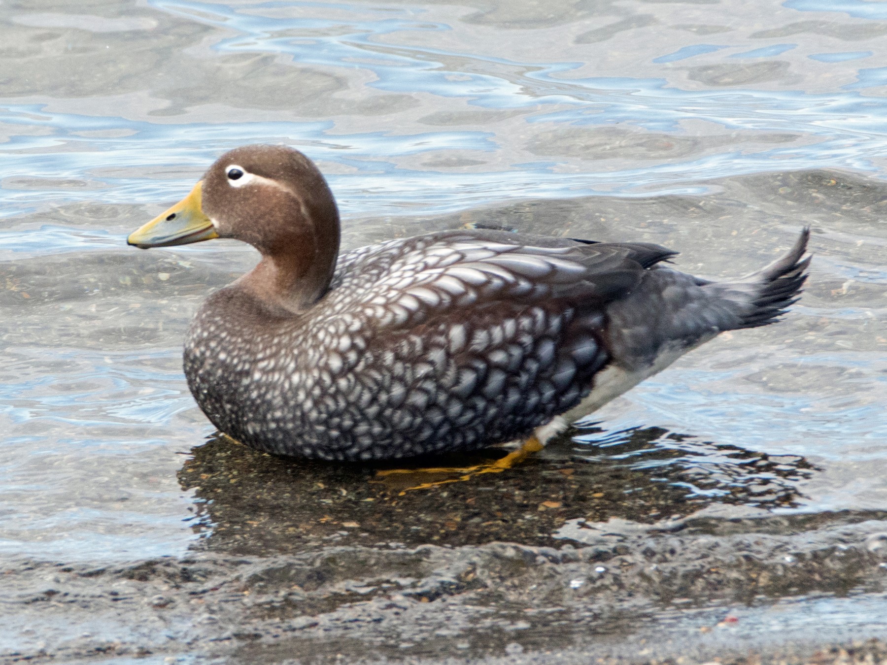 Flying Steamer-Duck - eBird