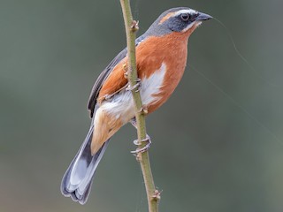 Black-and-rufous Warbling Finch - eBird