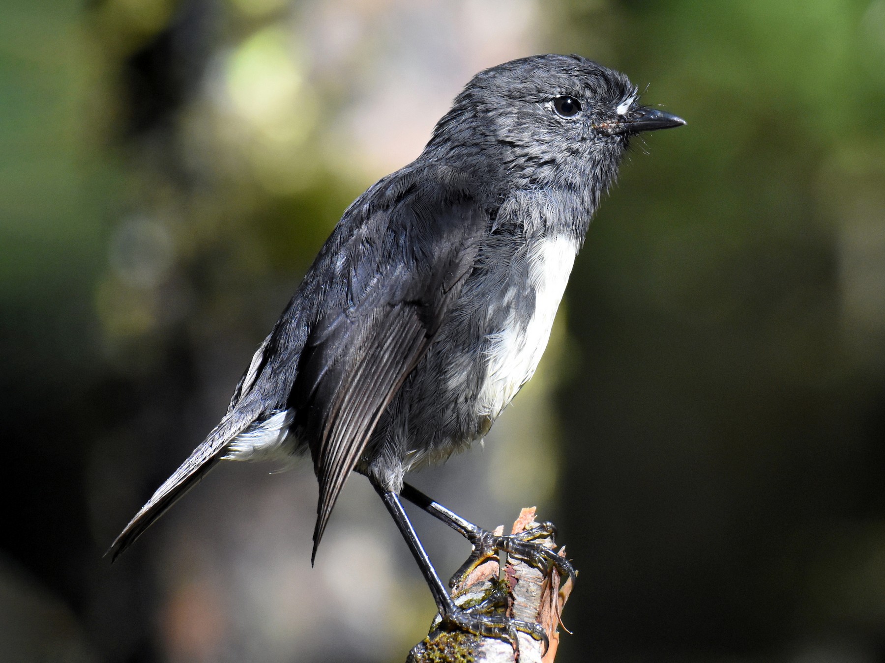 South Island Robin - eBird
