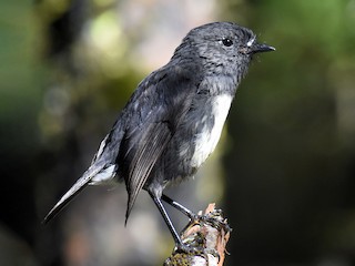 South Island Robin - eBird
