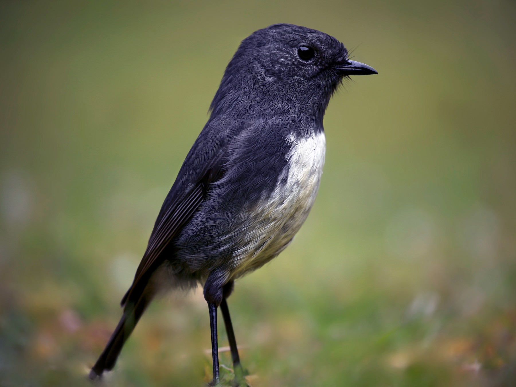 South Island Robin - eBird
