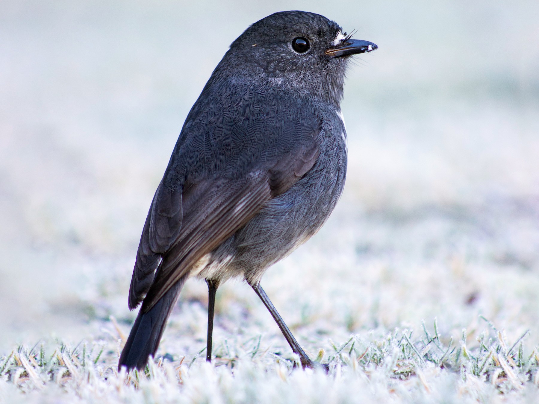 South Island Robin - eBird
