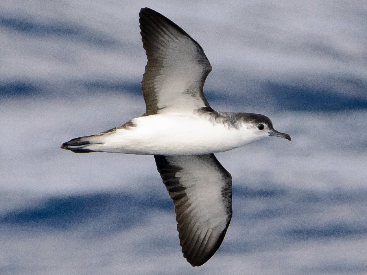 Puffin de Macaronésie - eBird