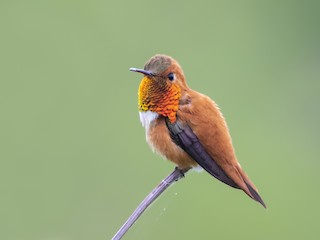Rufous Hummingbird - Selasphorus rufus - Birds of the World