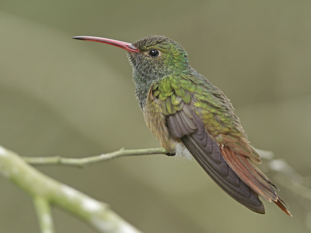 All 8 Amazing Hummingbirds in Colorado [With Pictures - A Garden Diary