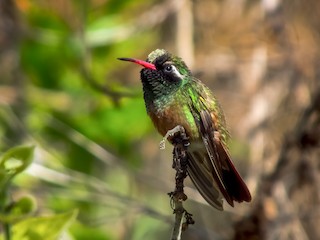 Xantus's Hummingbird - Hylocharis xantusii - Birds of the World