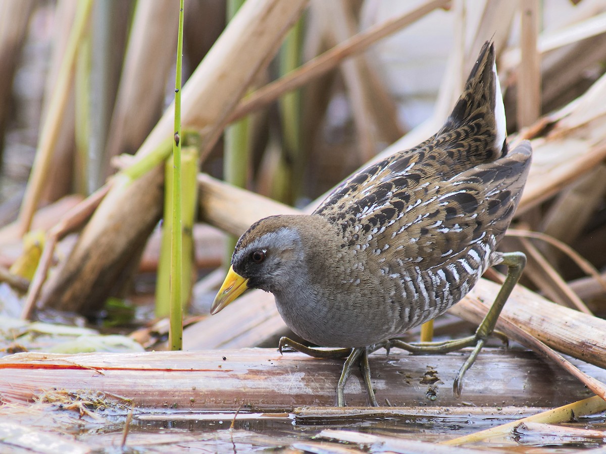 Sora - Porzana carolina - Birds of the World