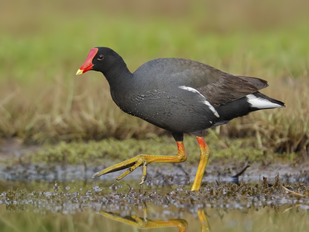 Common Gallinule - Gallinula galeata - Birds of the World
