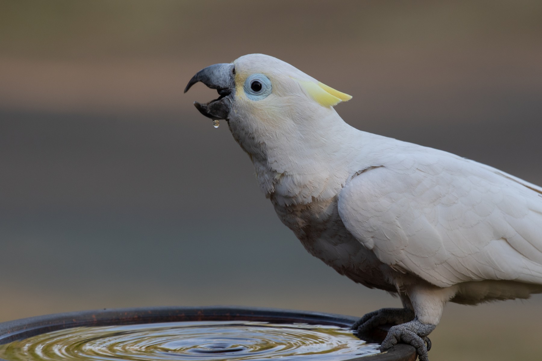 Little Corella x Sulphur-crested Cockatoo (hybrid) - eBird