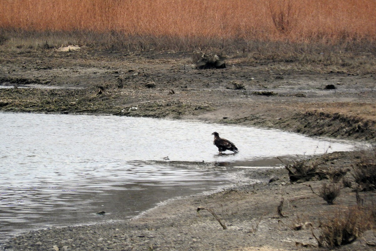 eBird Checklist - 20 Nov 2019 - Copan Lake--Dam - 8 species