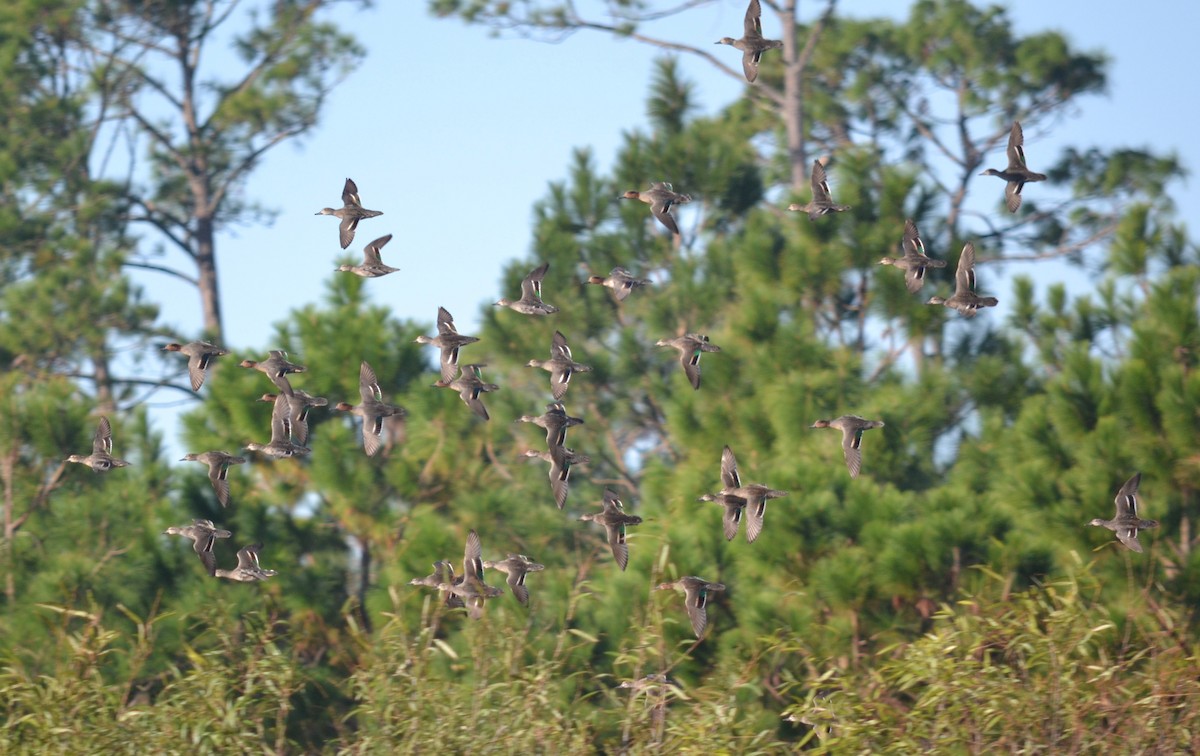 eBird Checklist - 18 Nov 2019 - Guana River WMA - 61 species