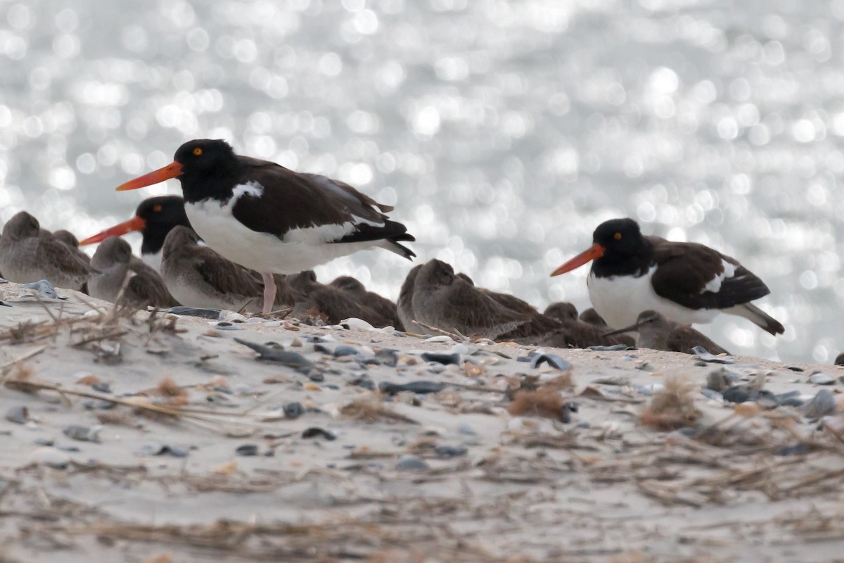 eBird Checklist - 14 Nov 2019 - Rachel Carson Reserve--Bird Shoals - 18 ...