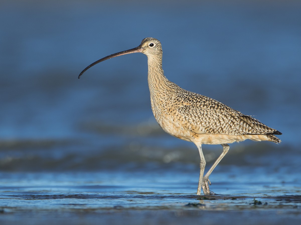 Long-billed Curlew - Numenius americanus - Birds of the World