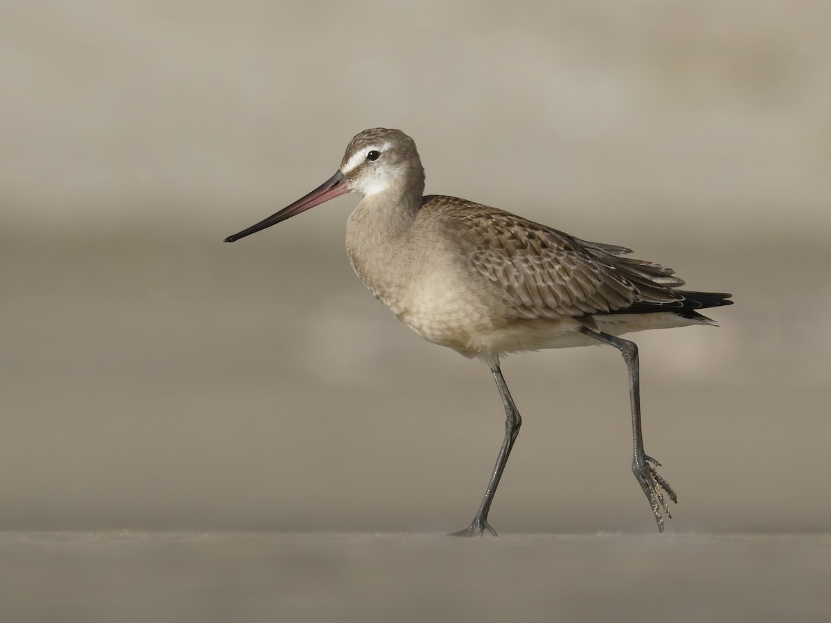 Hudsonian Godwit - Limosa haemastica - Birds of the World