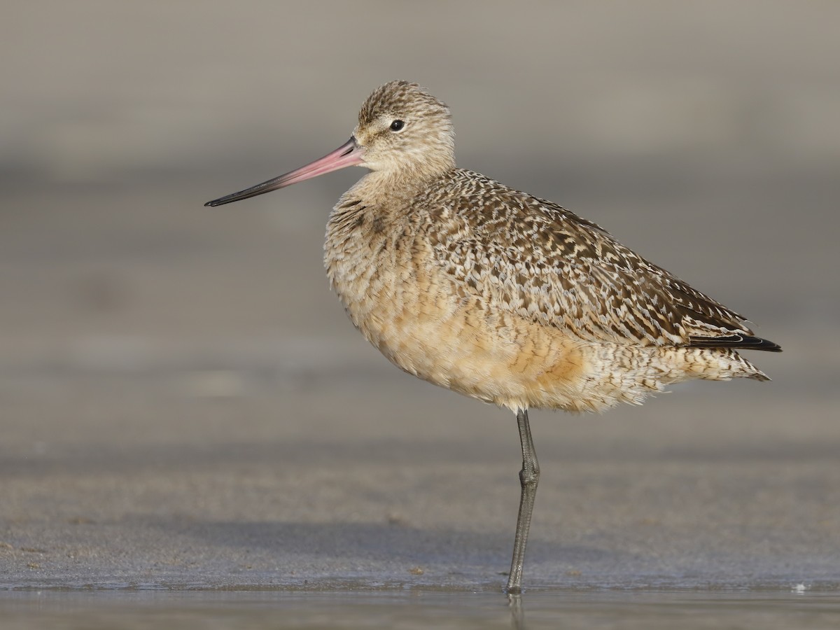 Marbled Godwit - Limosa fedoa - Birds of the World