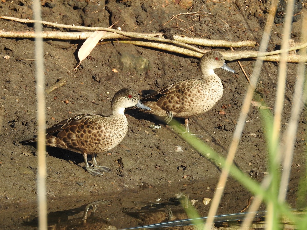 eBird Checklist - 28 Oct 2019 - Stan Moses Reserve, Sandringham - 21 ...