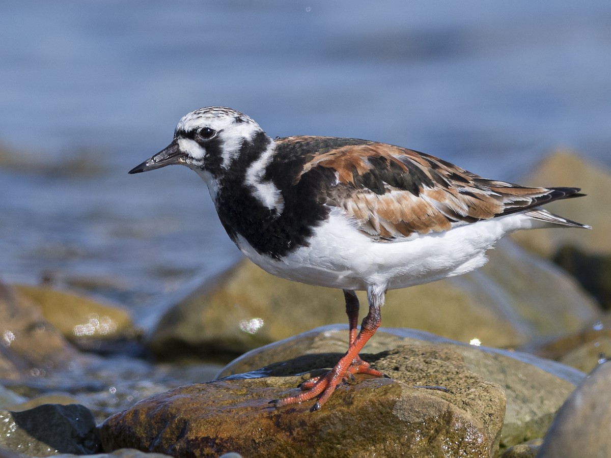Ruddy Turnstone - Arenaria interpres - Birds of the World