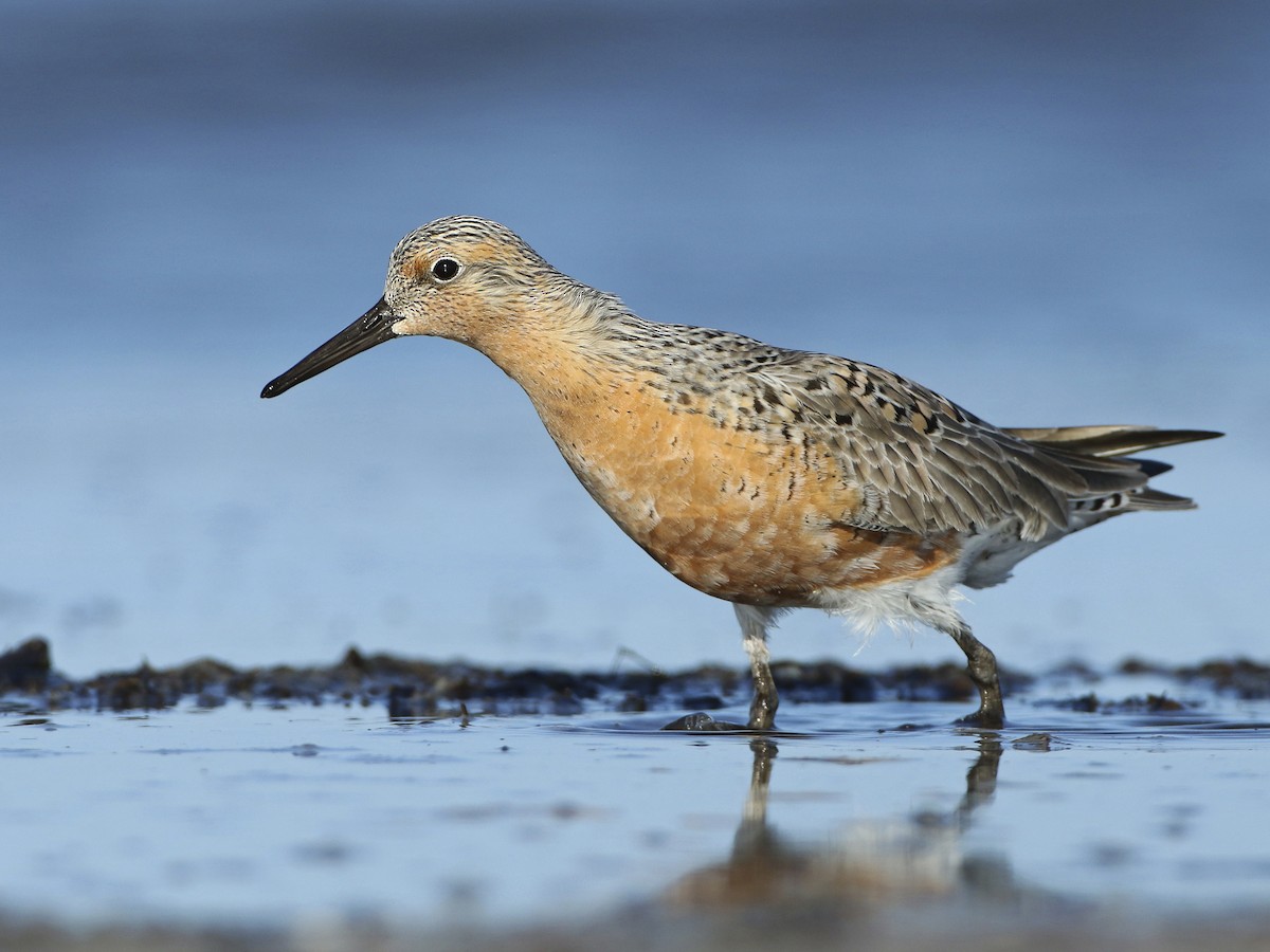 Red Knot - Calidris canutus - Birds of the World