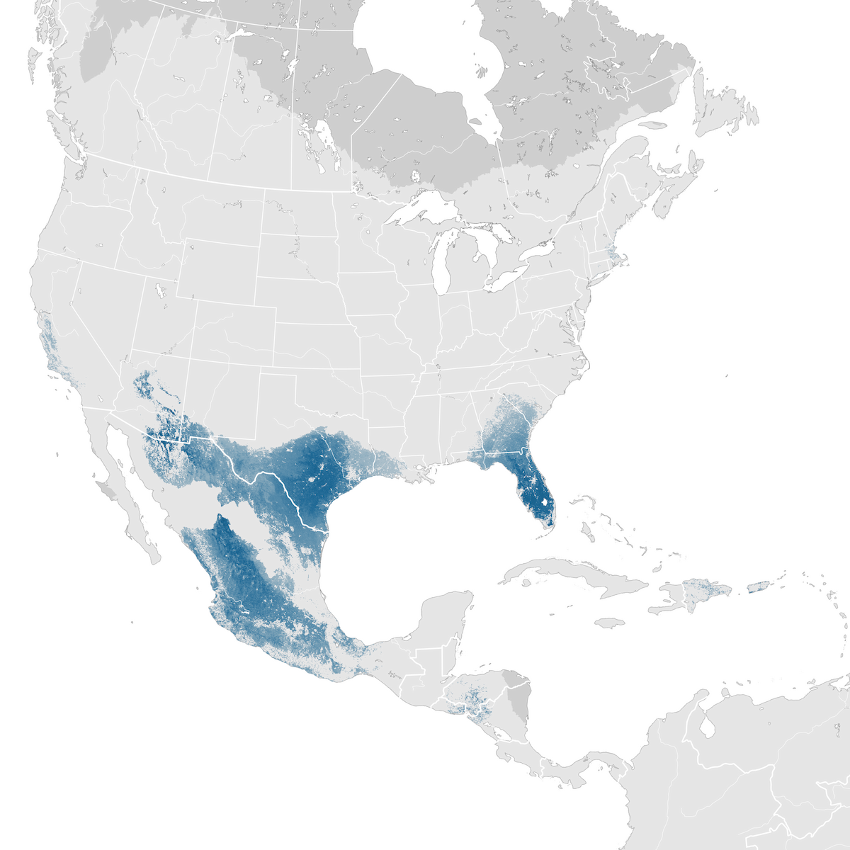 Grasshopper Sparrow - Abundance map: Non-breeding - eBird Status and Trends
