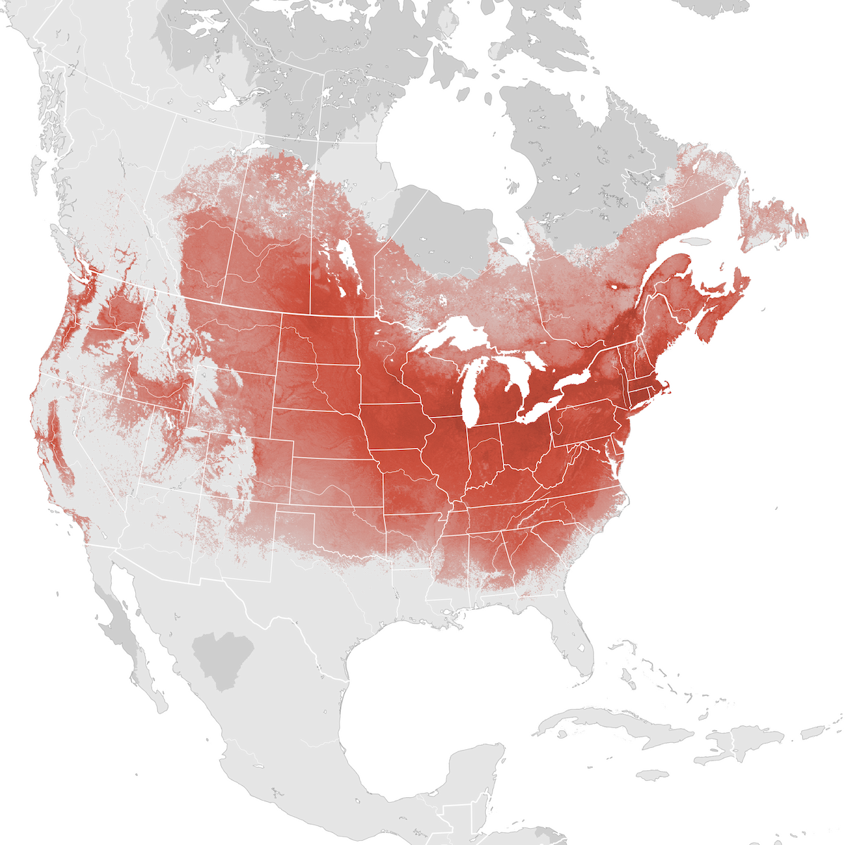 American Goldfinch - Abundance map: Breeding - eBird Status and Trends