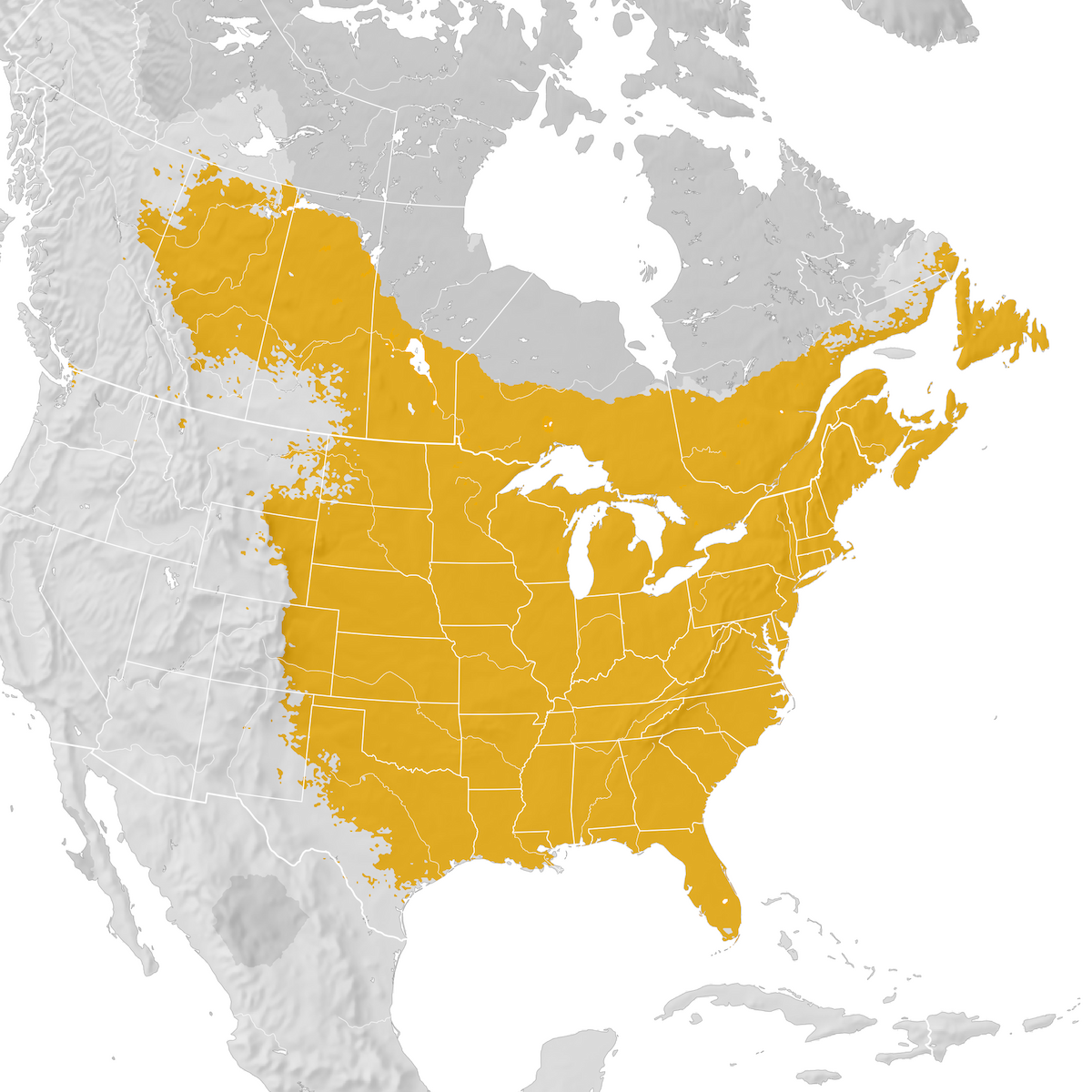 Blue Jay - Range map: Pre-breeding migration - eBird Status and Trends