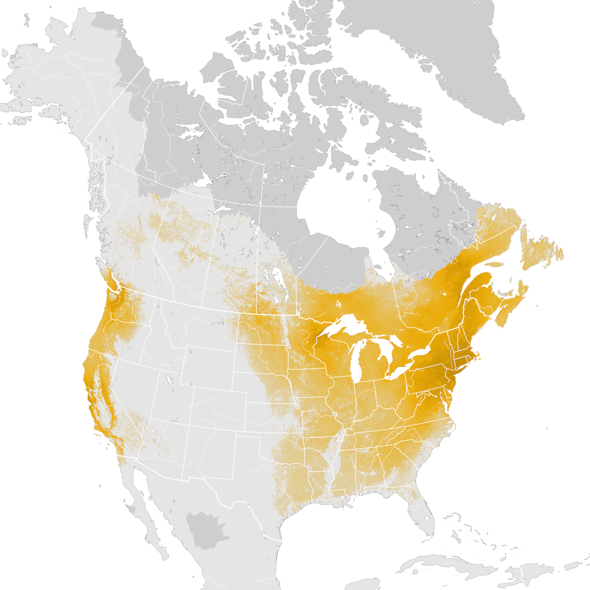 Purple Finch Abundance Map Post Breeding Migration Ebird Status And Trends