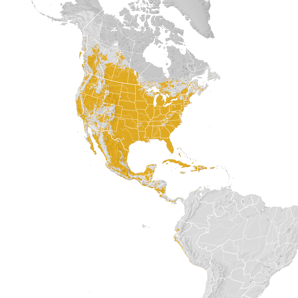 Killdeer - Range map: Pre-breeding migration - eBird Status and Trends