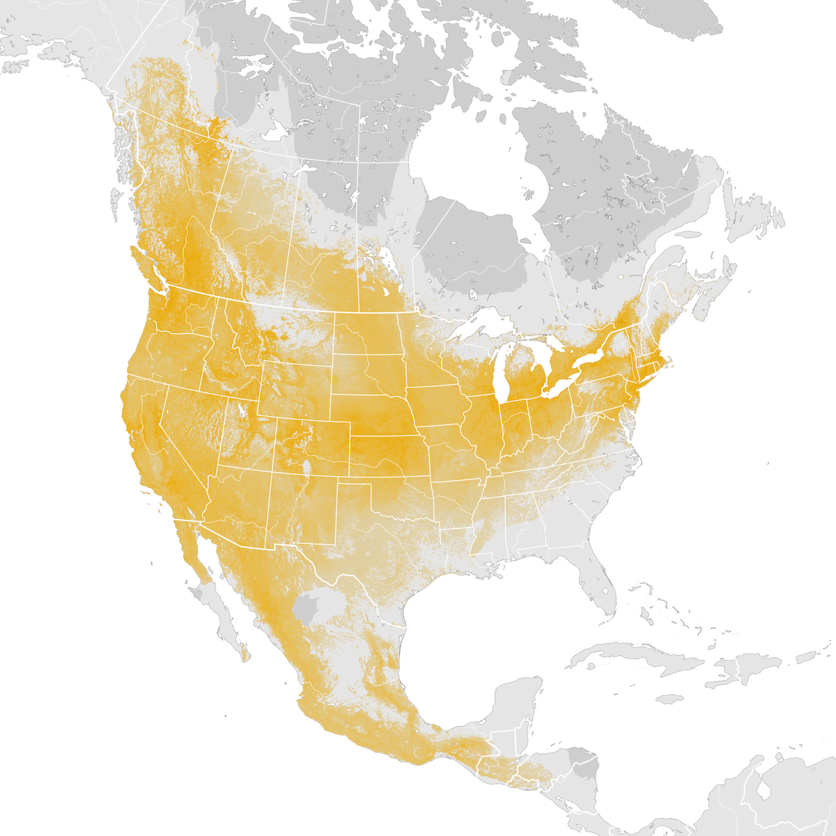 Warbling Vireo - Abundance map: Post-breeding migration - eBird Status ...