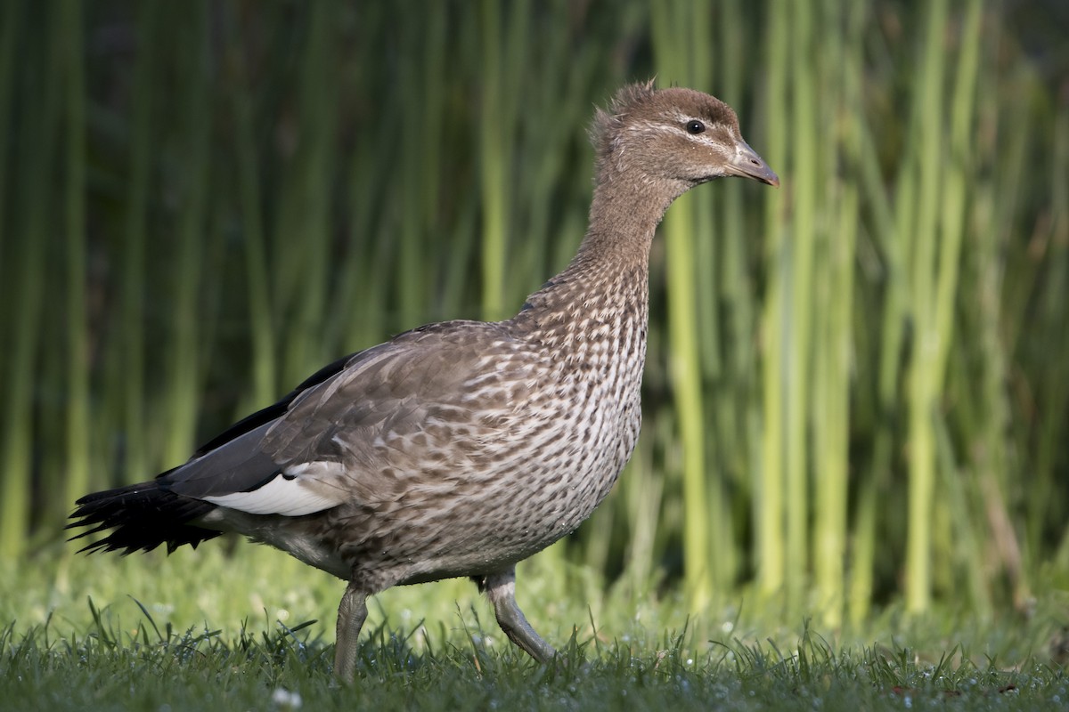 eBird Australia Checklist - 23 Nov 2019 - Royal Park - 43 species