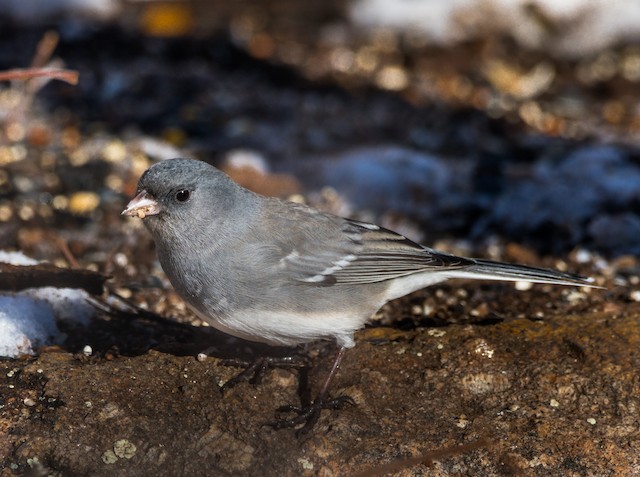 White Winged Junco